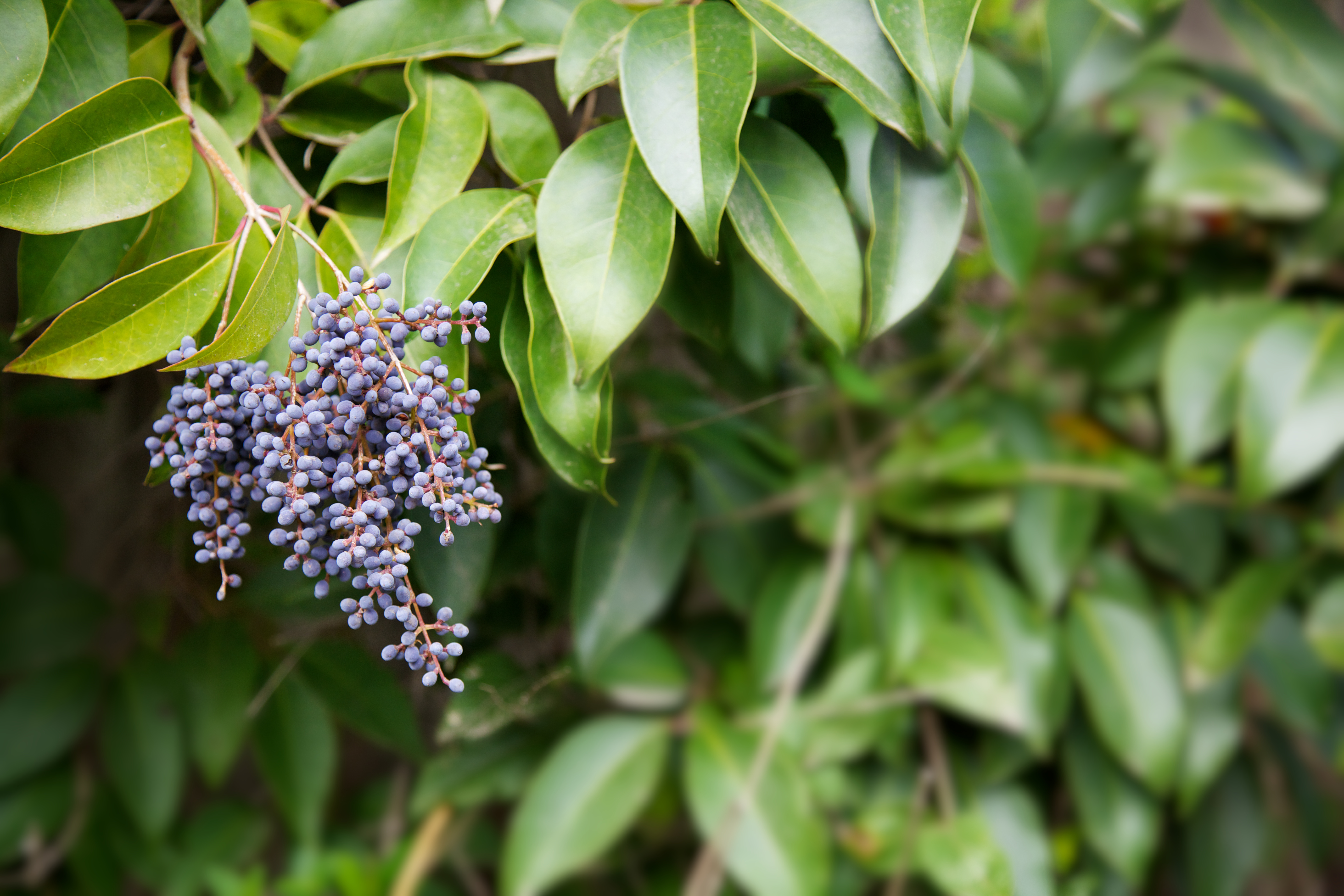Privet