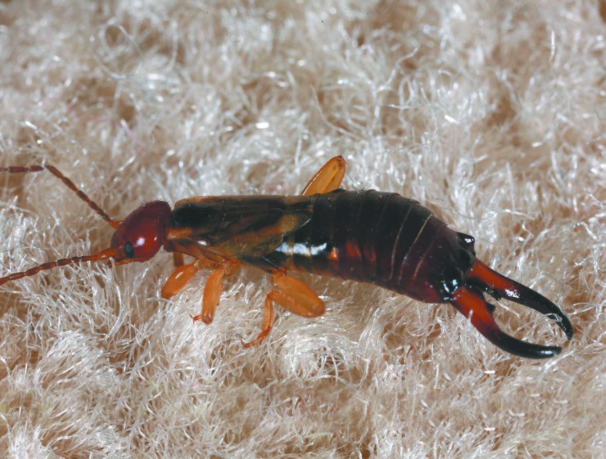 Earwigs