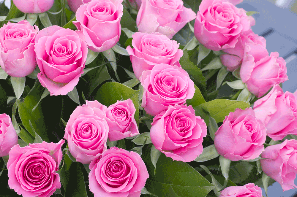 Roses - Amgrow Home Garden