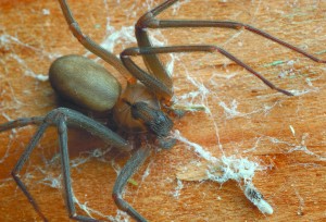 spider - Amgrow Home Garden