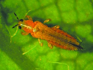 thrip - Amgrow Home Garden