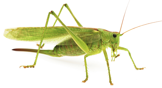 SONY DSC - Amgrow Home Garden